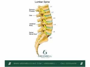 Understanding Your Lumbar Vertebrae: Structure and Function - Greenbell ...